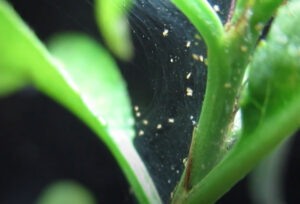 Die Spinnmilbe mit natürlichen/biologischen Methoden bekämpfen